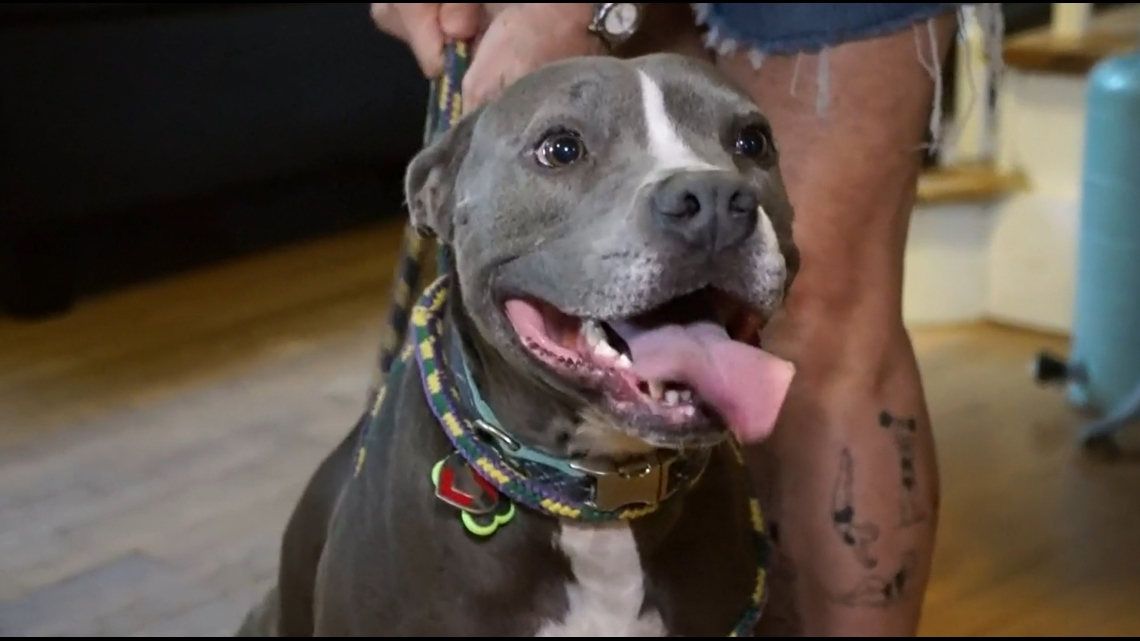 Pitbull saves other dogs by being blood donor in Tampa Bay area | wtsp.com