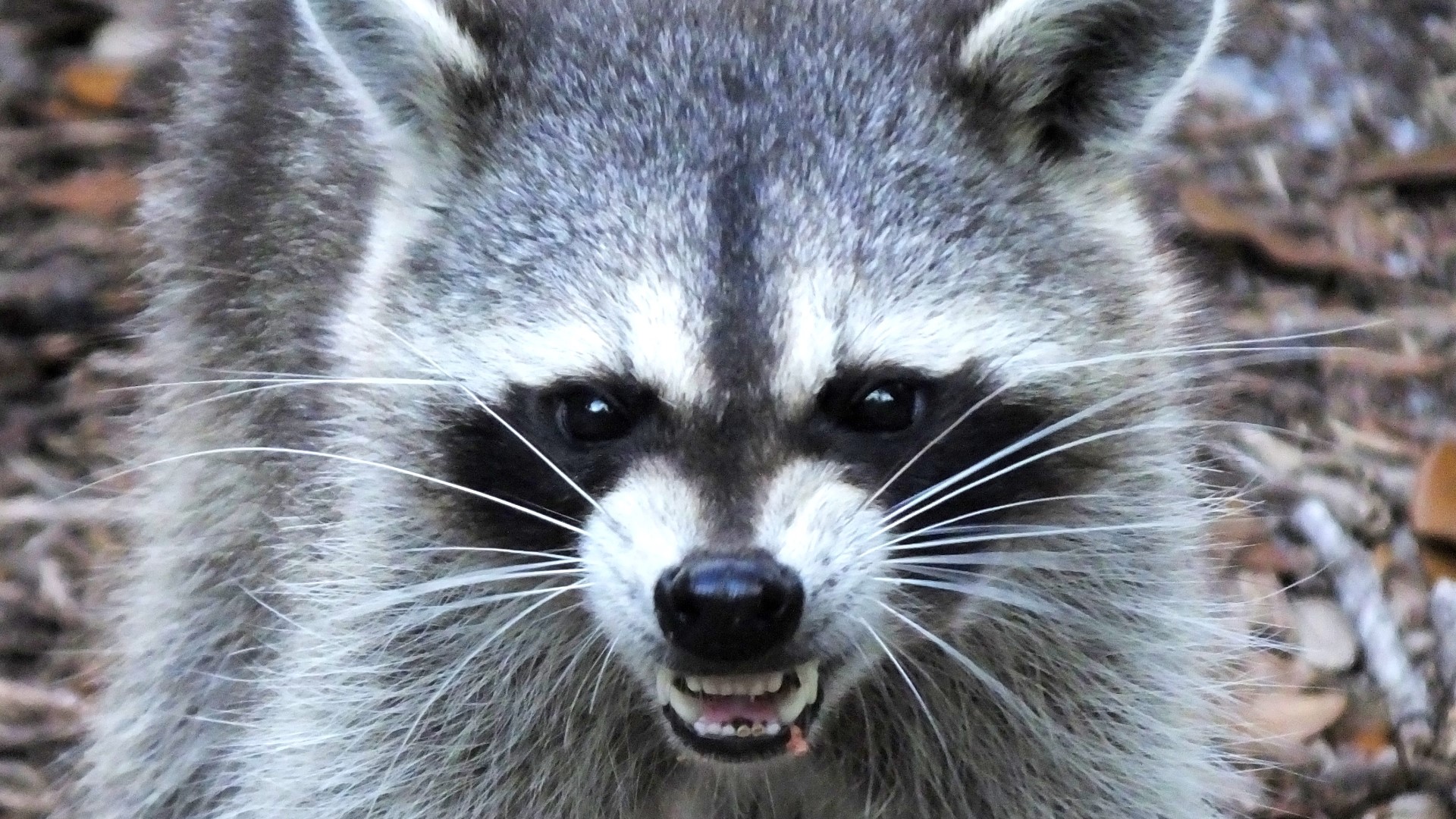 Rabies alert issued after rabid raccoon attacks Zephyrhills dog | wtsp.com