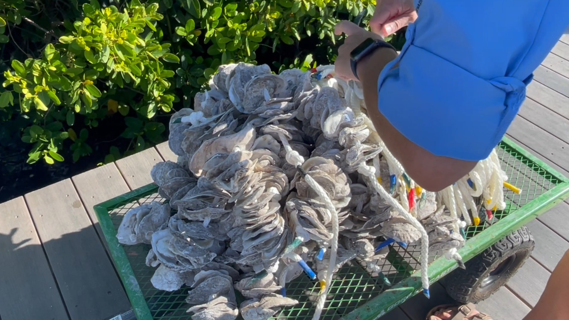 Vertical Oyster Gardens used to keep water clean in Tampa Bay | wtsp.com