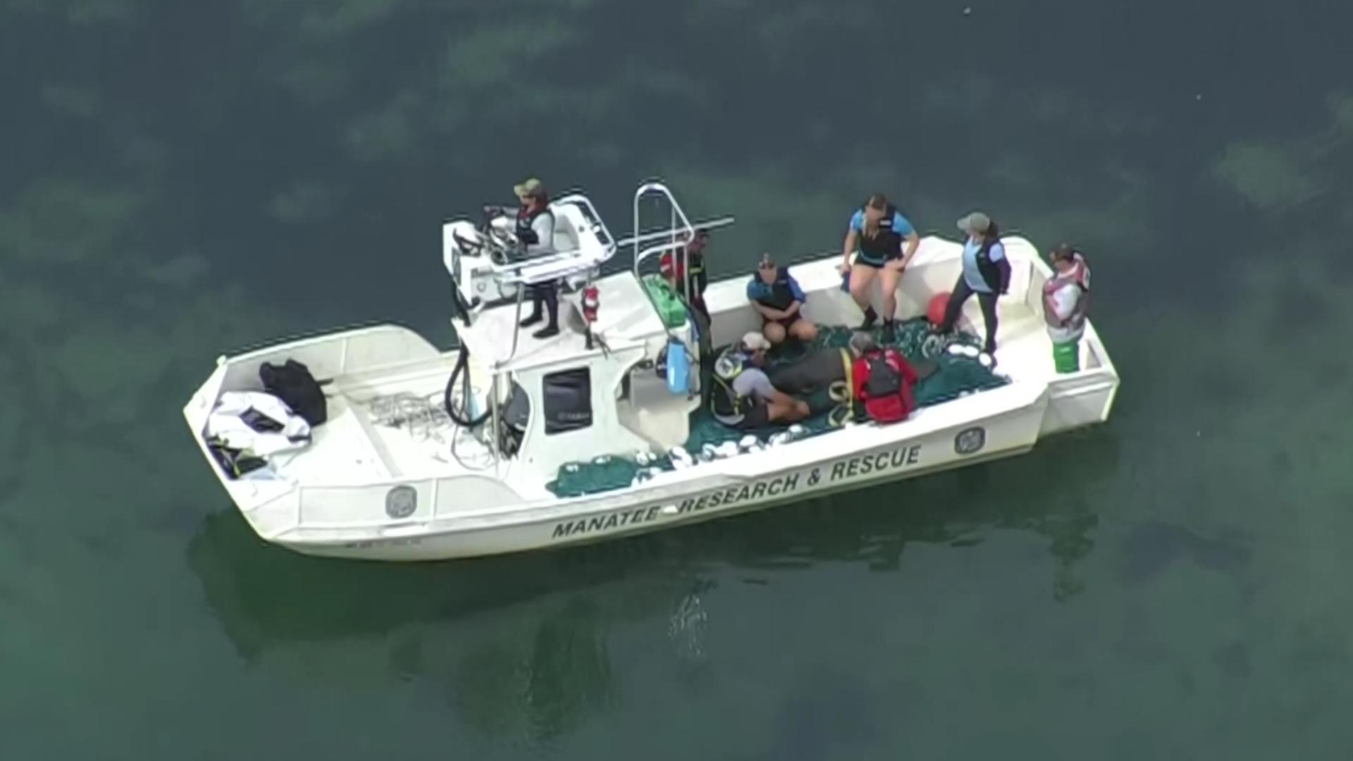 Stranded baby manatee rescued by crews in Citrus County | wtsp.com