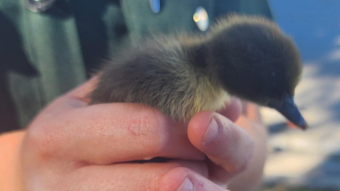 First responders rescue ducks in Hernando County | wtsp.com