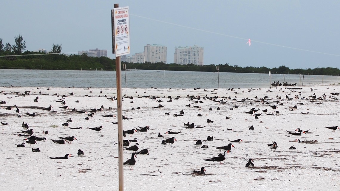 Tips to keep beach-nesting birds safe this holiday weekend | wtsp.com