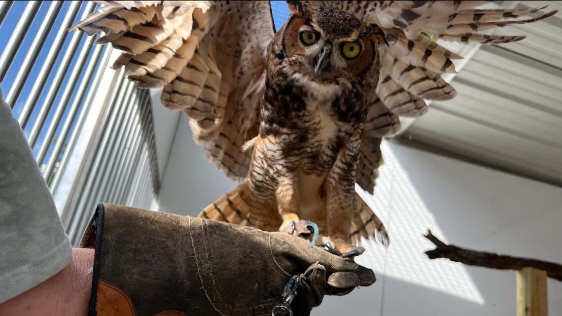 Great horned owl dies shortly after being rescued | wtsp.com