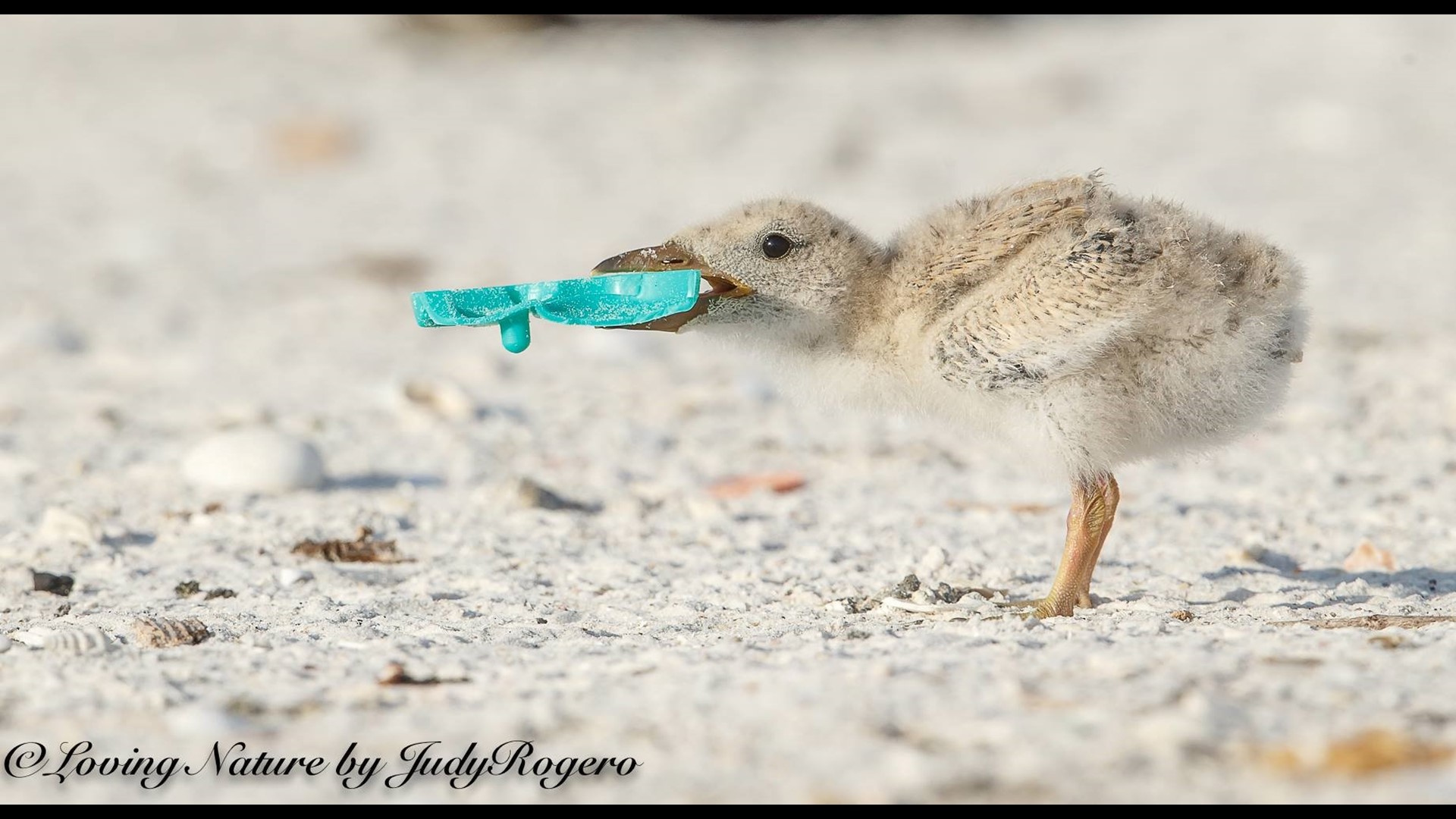 These disturbing photos show how birds are eating our plastic | wtsp.com