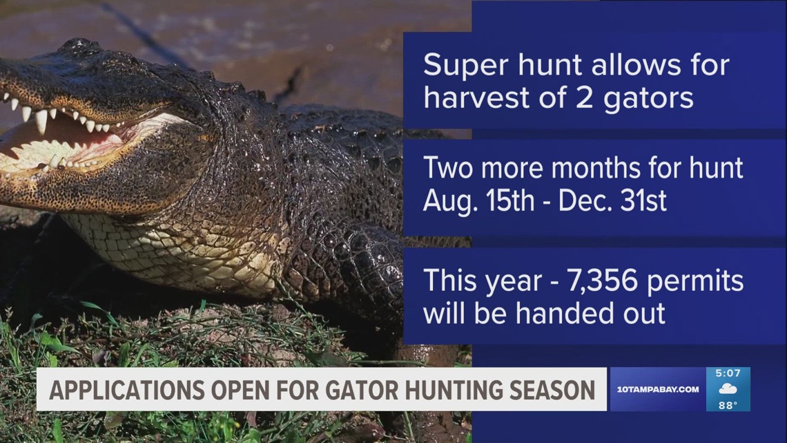 New Alligator Super Hunt permit applications open Friday | wtsp.com