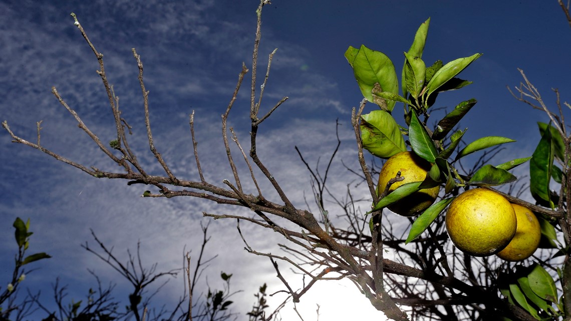 Florida on pace for smallest orange crop in more than 75 years | wtsp.com
