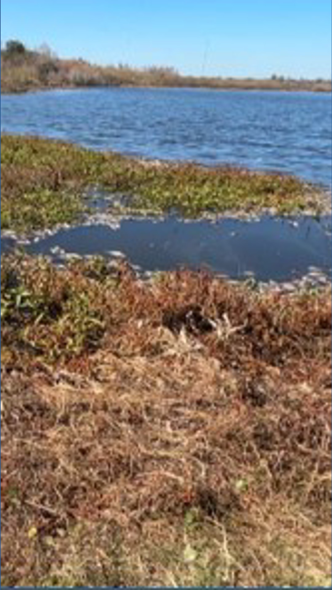 Cold snap blamed for massive fish kill at Circle B Bar Reserve in ...