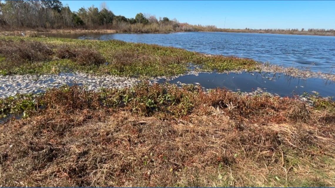 Cold snap blamed for massive fish kill at Circle B Bar Reserve in ...