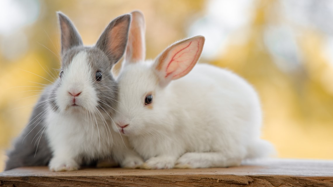 Adoption Fees For Livestock Pocket Pets Waived At SPCA Tampa Bay