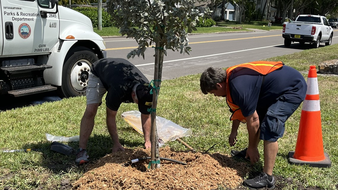 City of Tampa announces new tree initiatives, planting goals | wtsp.com