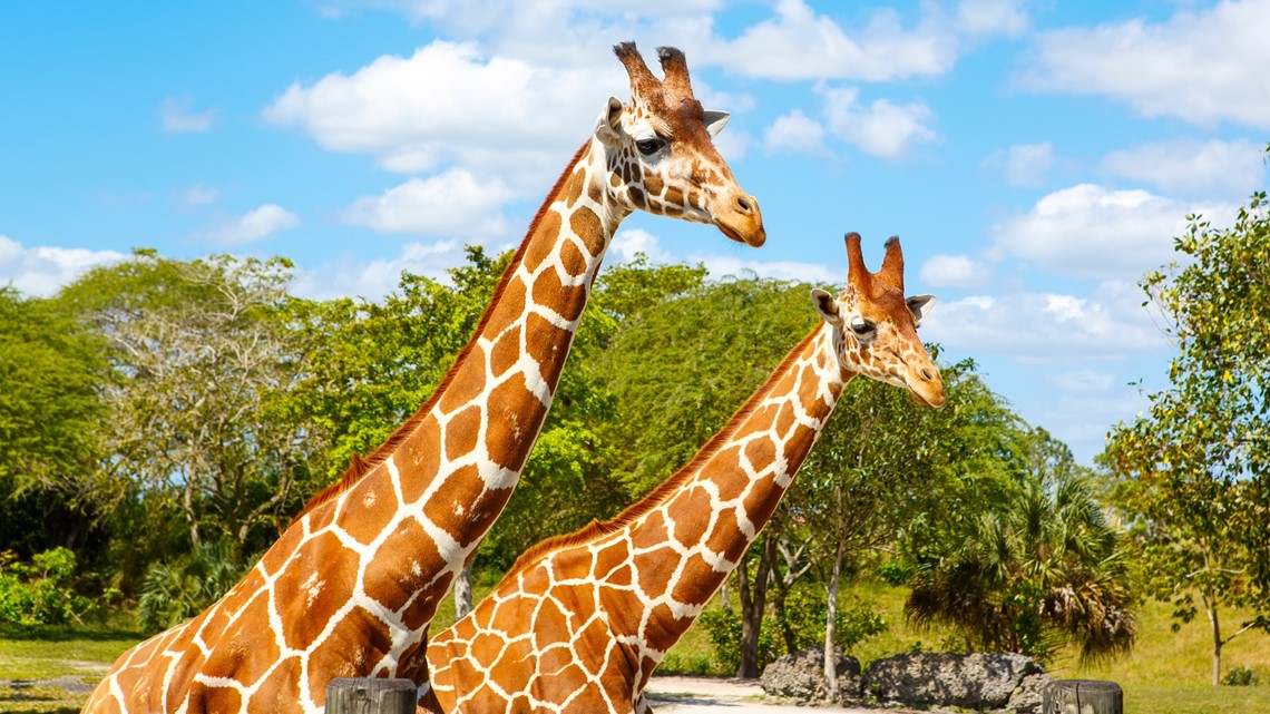 List of what wildlife animals can be pets in Florida | wtsp.com