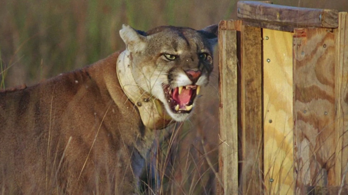 Florida panther killed in car collision in Hendry County: FWC | wtsp.com