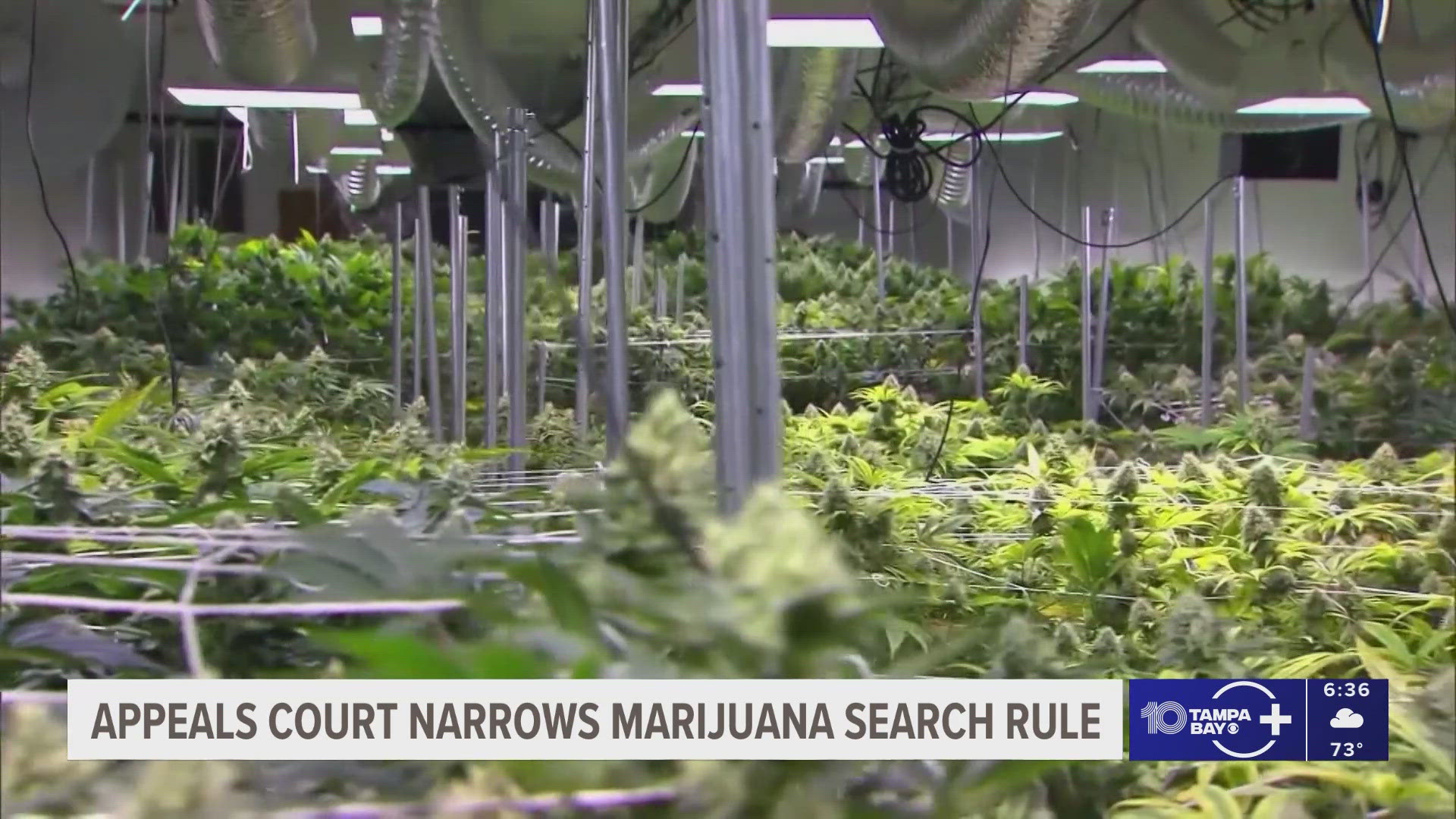 Tampa Bay appellate court says smell of marijuana alone isn't enough ...