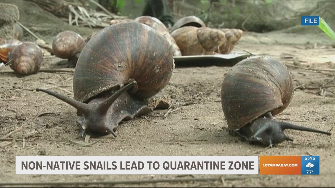 Giant African land snails found in South Florida, prompting quarantine ...