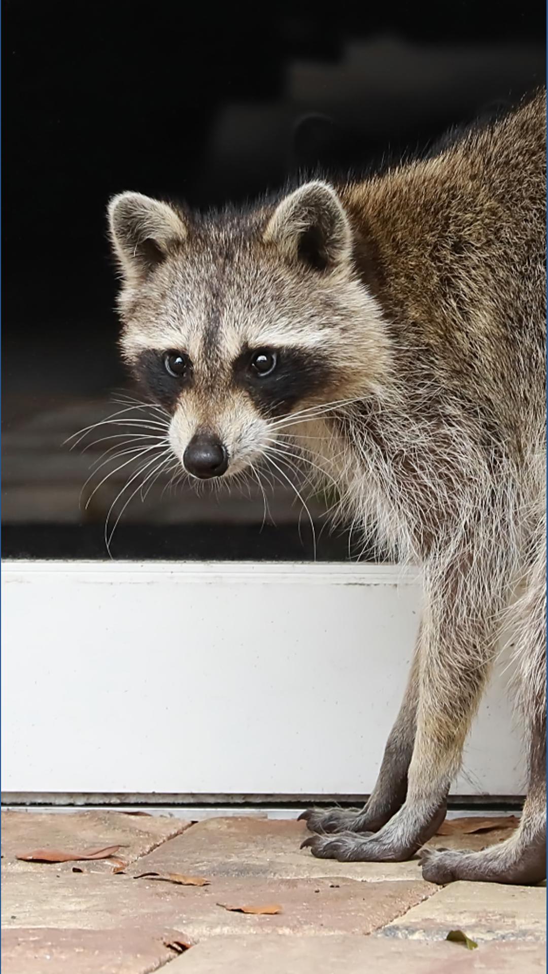 Rabies alert issued in Pasco County after infected raccoon found | wtsp.com