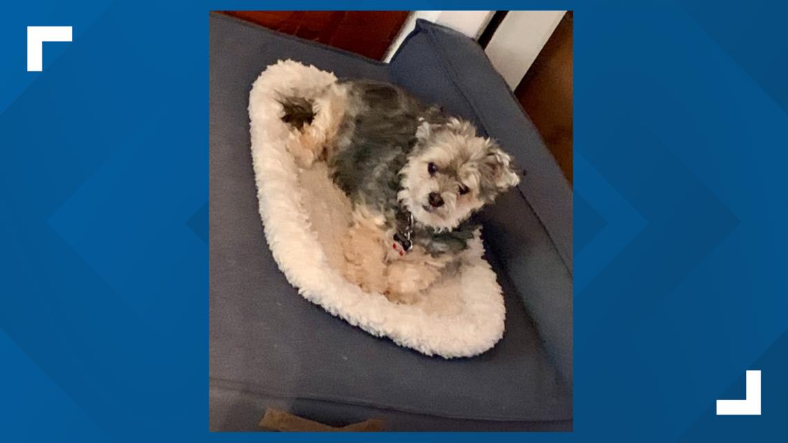 Concerns of coyotes in Siesta Key after dog's death | wtsp.com