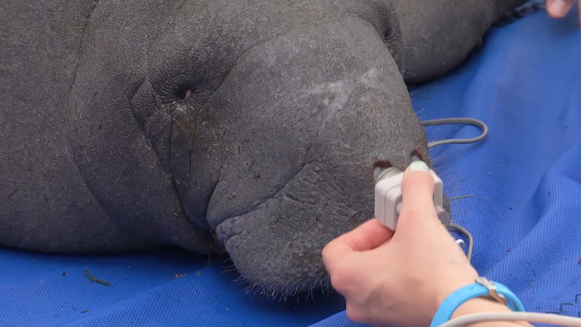 Florida manatees are dying at alarming rate, experts say | wtsp.com