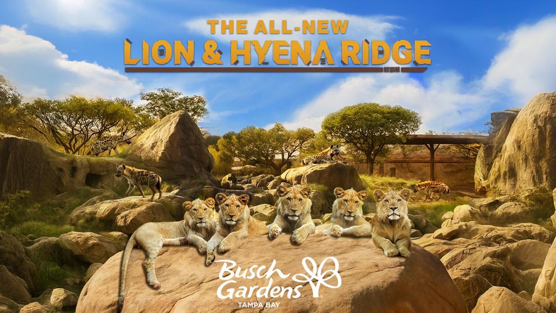 Busch Gardens announces 'Lion & Hyena Ridge', an immersive African ...