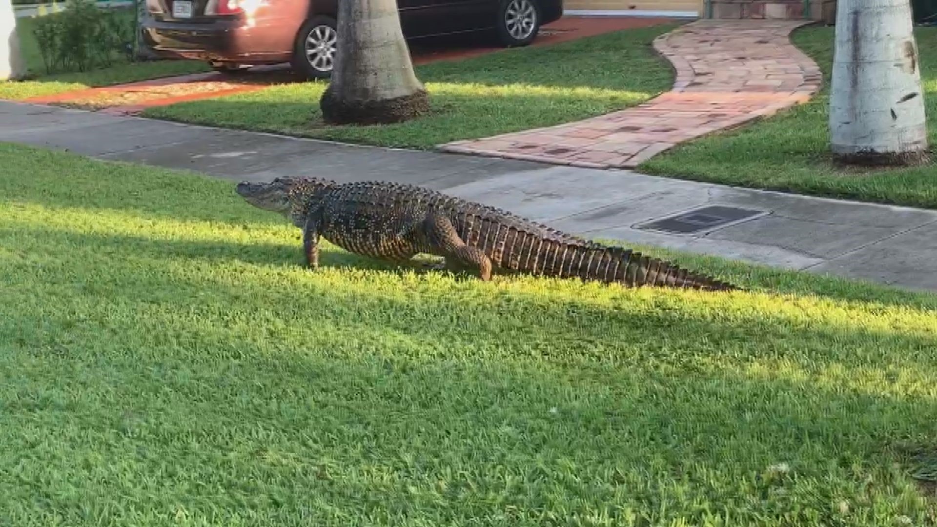 Florida alligator goes for a walk in Coral Gables | wtsp.com