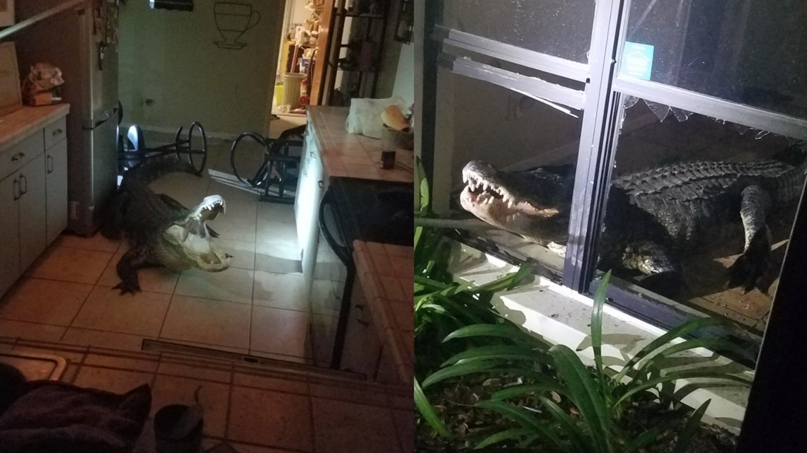 11-foot gator breaks through windows, into kitchen of Clearwater home ...
