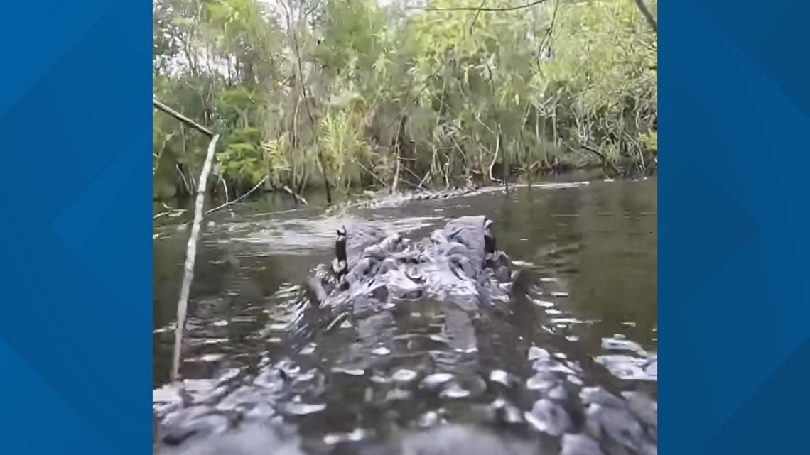 Video: Photographer captures up close encounter with alligator | wtsp.com