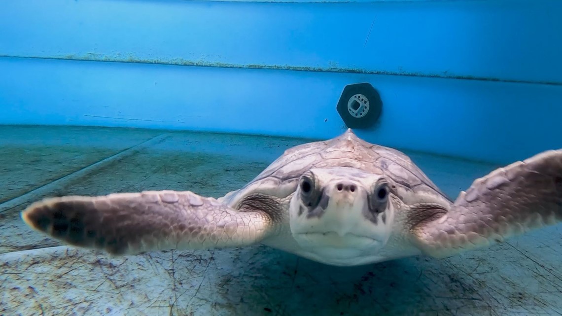Sea turtles in red tide recovery at Clearwater Marine Aquarium | wtsp.com