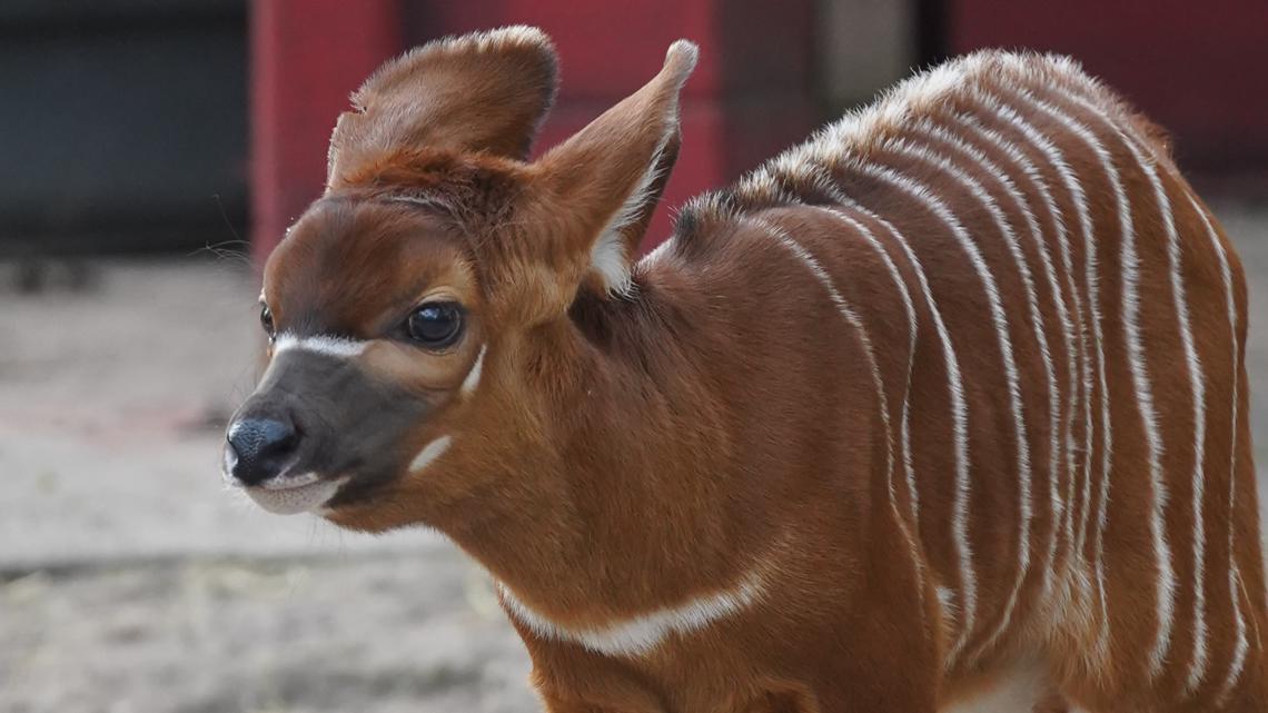 Baby born in Tampa could help save a species | wtsp.com