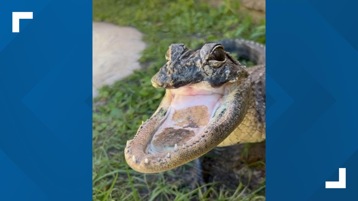 Jawless alligator named Jawlene thrives at Gatorland | wtsp.com
