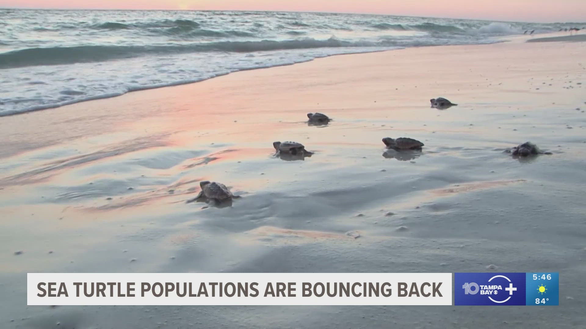 Endangered sea turtles show global recovery signs | wtsp.com