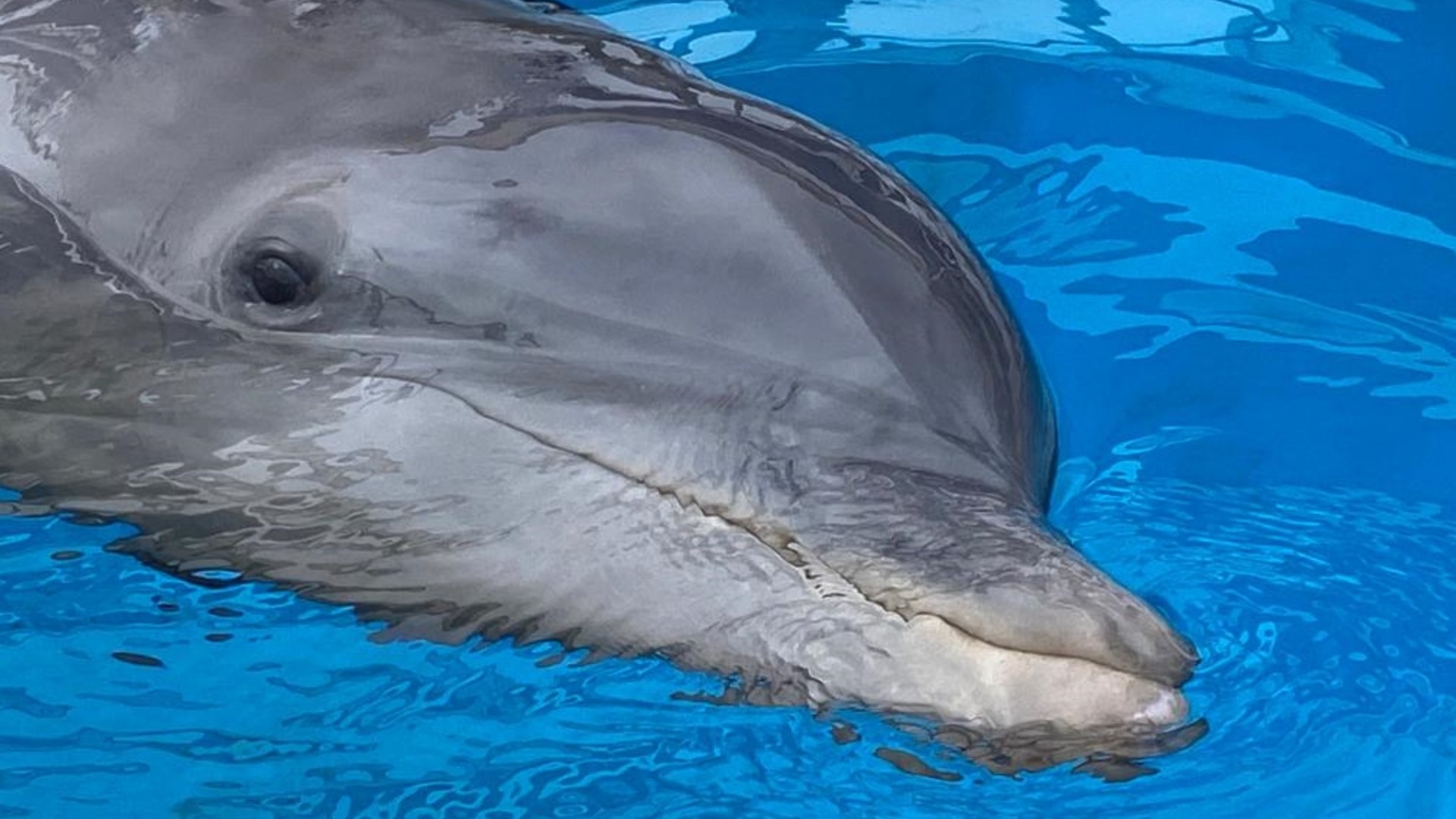 New dolphin arrives at Clearwater Marine Aquarium | wtsp.com