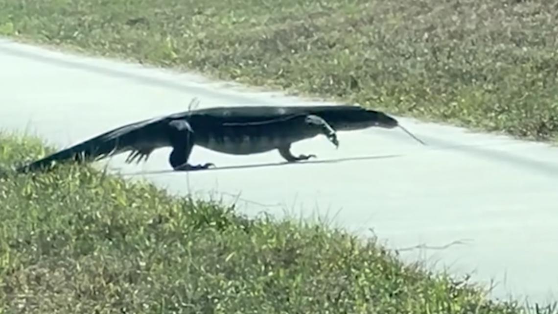 Video: Massive lizard spotted on Florida sidewalk | wtsp.com