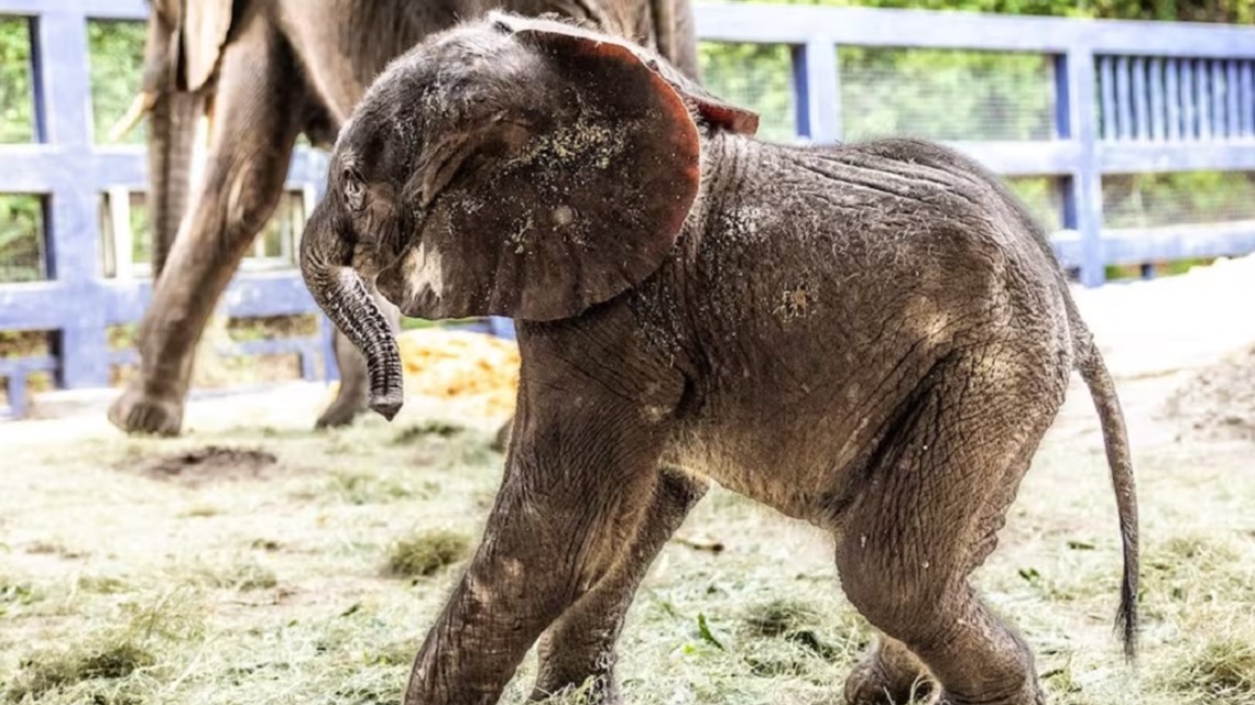 Elephant calf born at Disney's Animal Kingdom 1st time in 7 years ...
