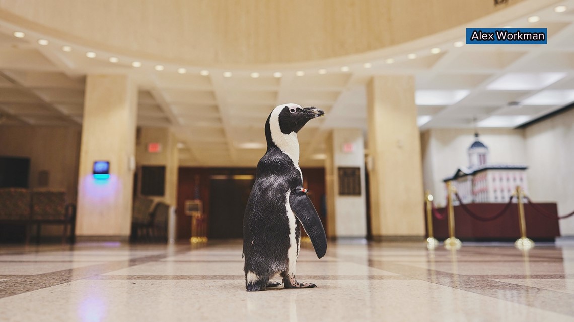 Florida politics: Penguins visit capitol as Florida Aquarium reps ...
