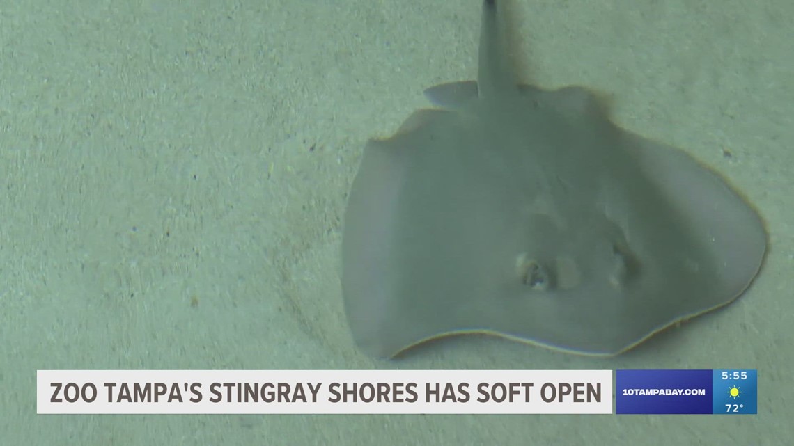 Get up close with stingrays at Zoo Tampa's Stingray Shores | wtsp.com
