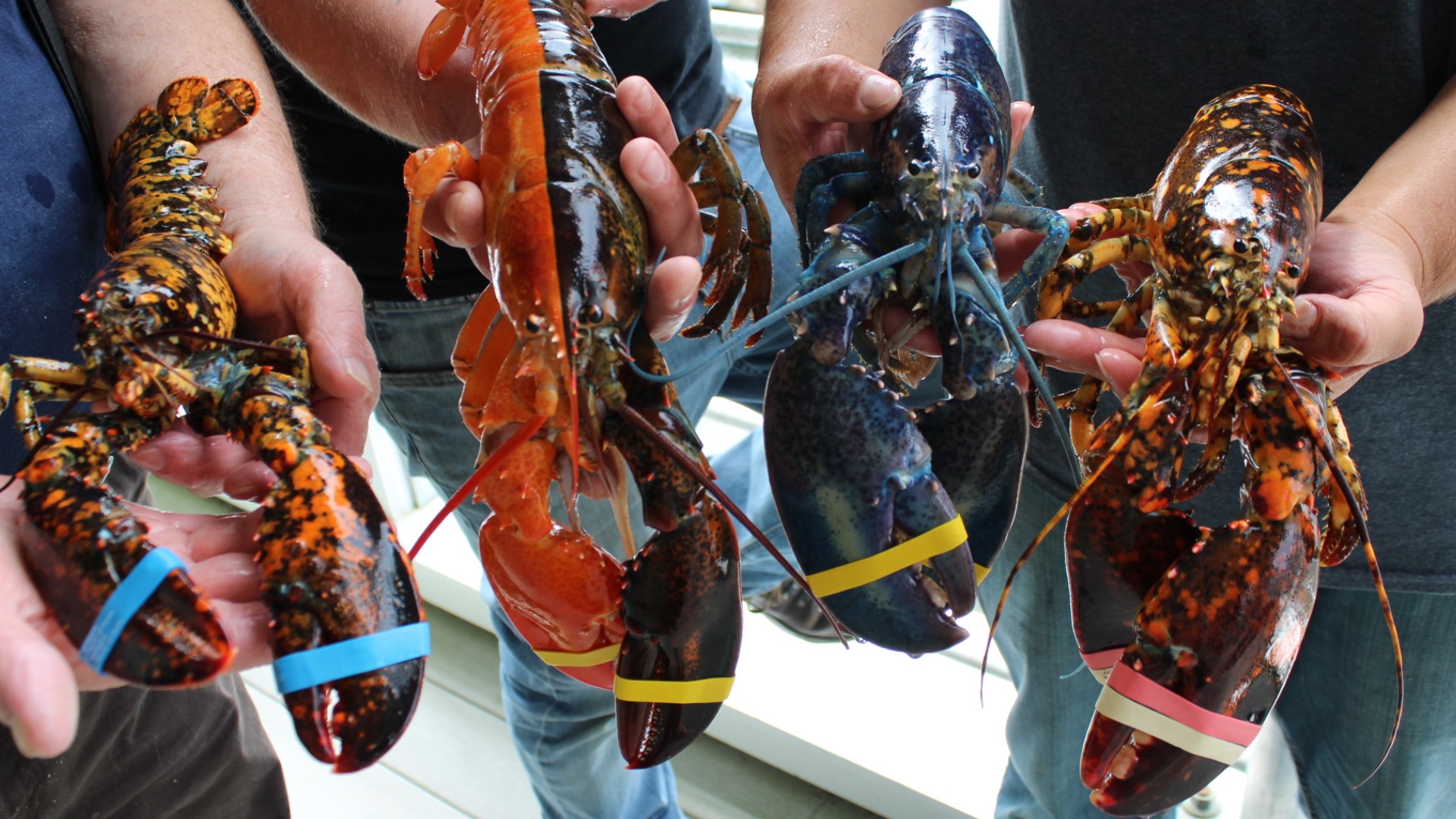 Maine rare 2-toned lobster caught by fisherman | wtsp.com