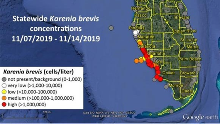 Red tide still present on gulf coast | wtsp.com
