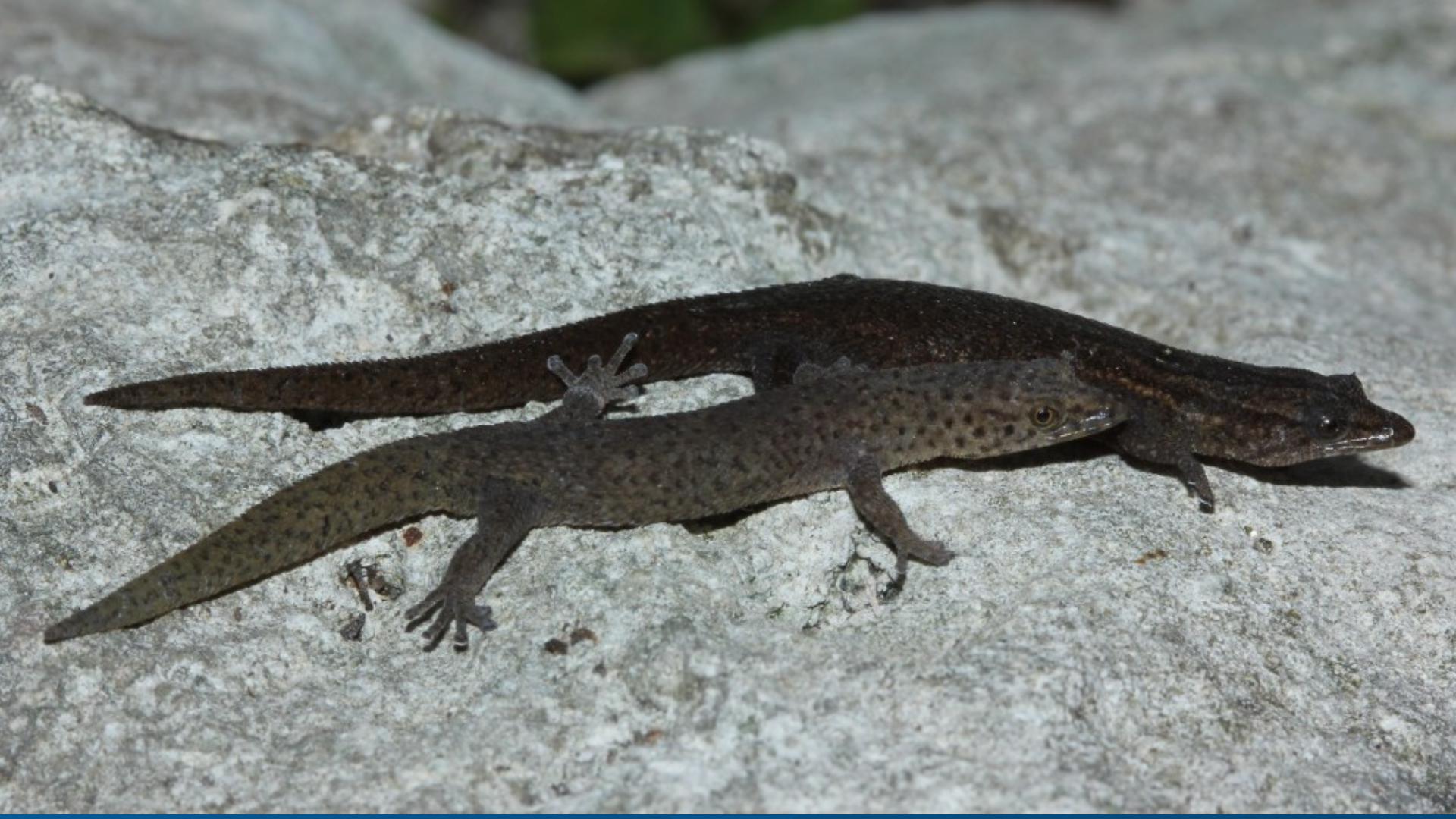 FWC adds Florida reef gecko to threatened and endangered species list ...