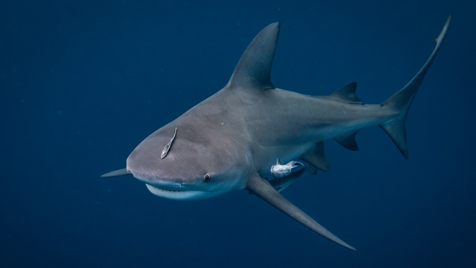 Are sharks in the Everglades? | wtsp.com