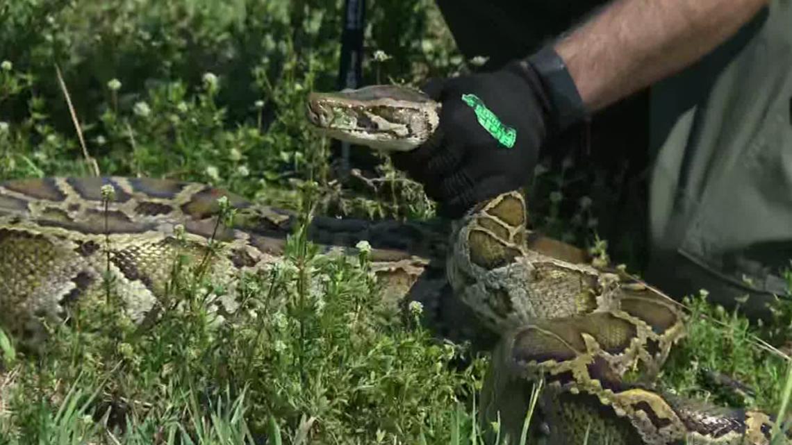 Here's when this year's Florida Python Challenge starts | wtsp.com