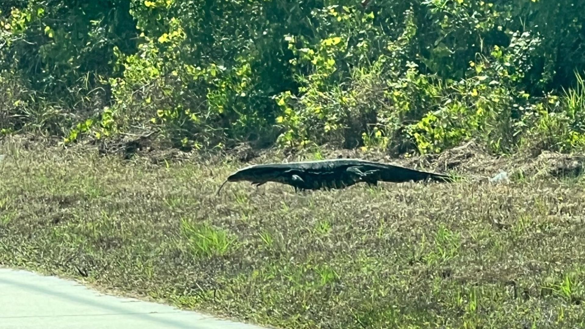 Video: Massive lizard spotted on Florida sidewalk | wtsp.com