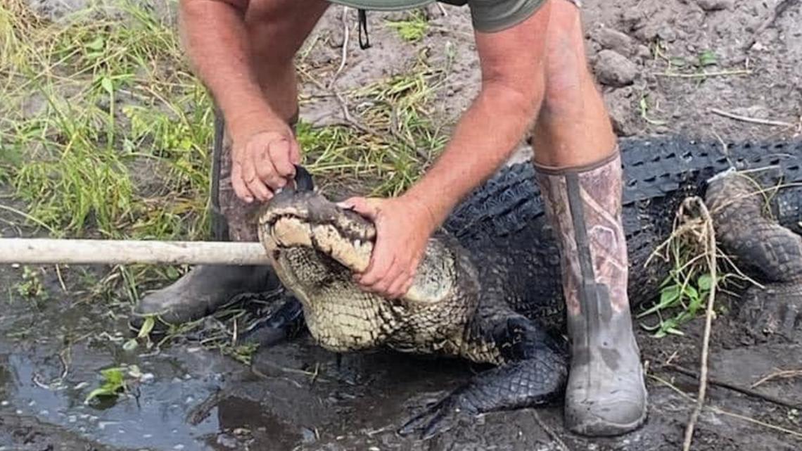 FWC searches for nuisance alligator trappers for Polk County | wtsp.com