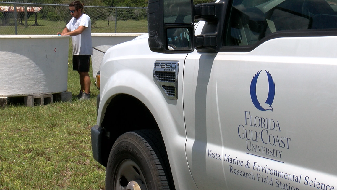 Scientists study using red tide dead fish as fertilizer | wtsp.com