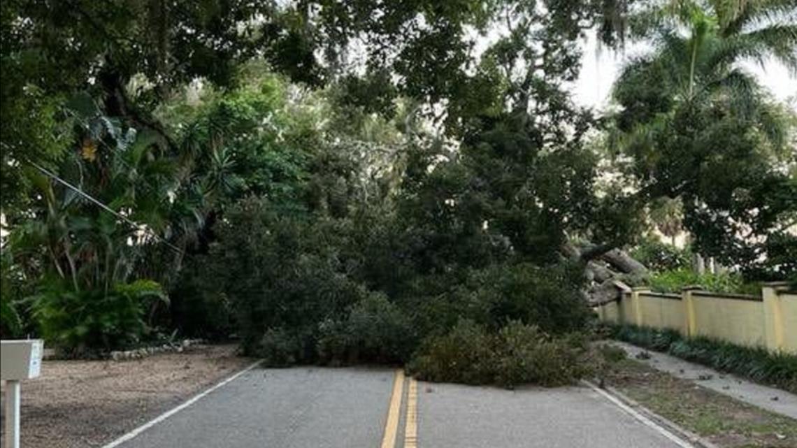 Fallen tree blocks road in Sarasota | wtsp.com