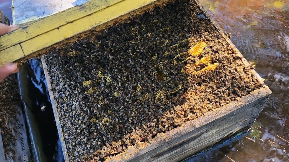 Thousands of bee hives destroyed after Hurricane Ian | wtsp.com