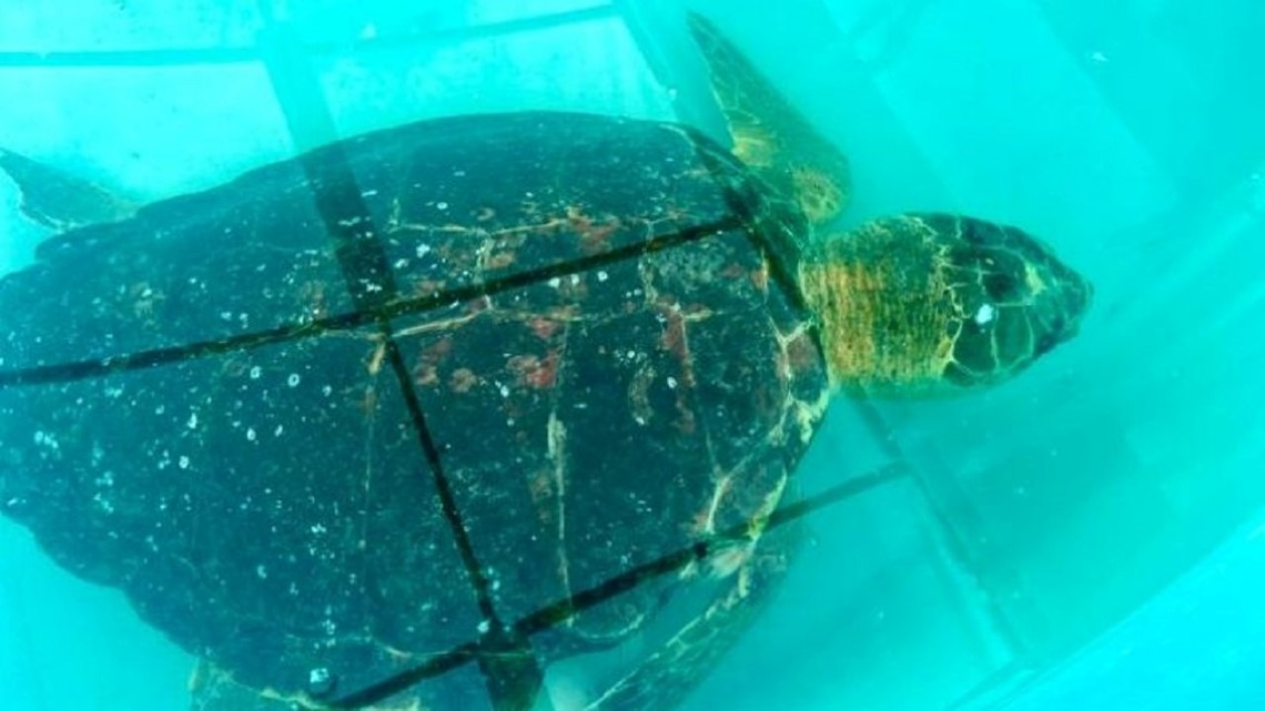Mote Marine Laboratory releases sea turtle to Gulf of Mexico | wtsp.com
