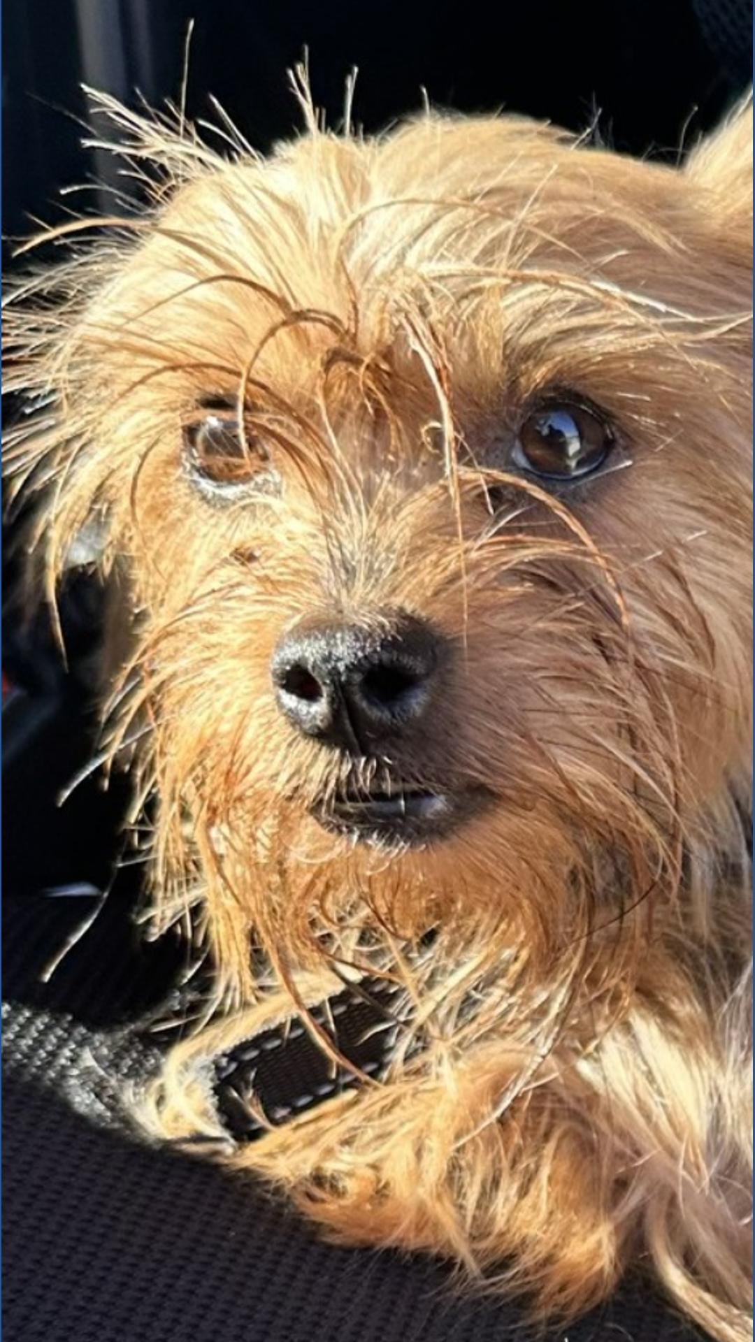Lost Yorkie dog found in the street. Bradenton police are looking to ...