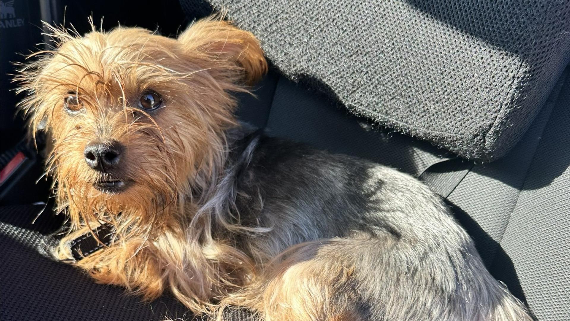 Lost Yorkie dog found in the street. Bradenton police are looking to ...