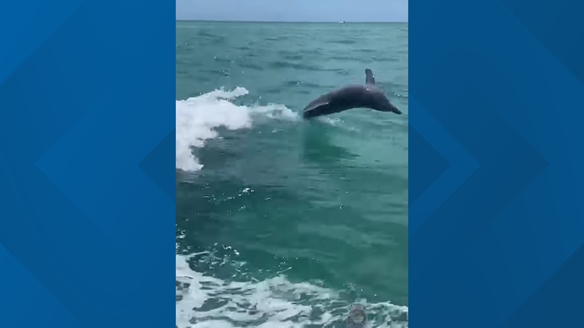 Watch: Dolphins spotted following Sarasota Marine Patrol boat | wtsp.com