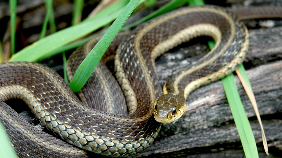 Snake found on United plane from Tampa to New Jersey: reports | wtsp.com