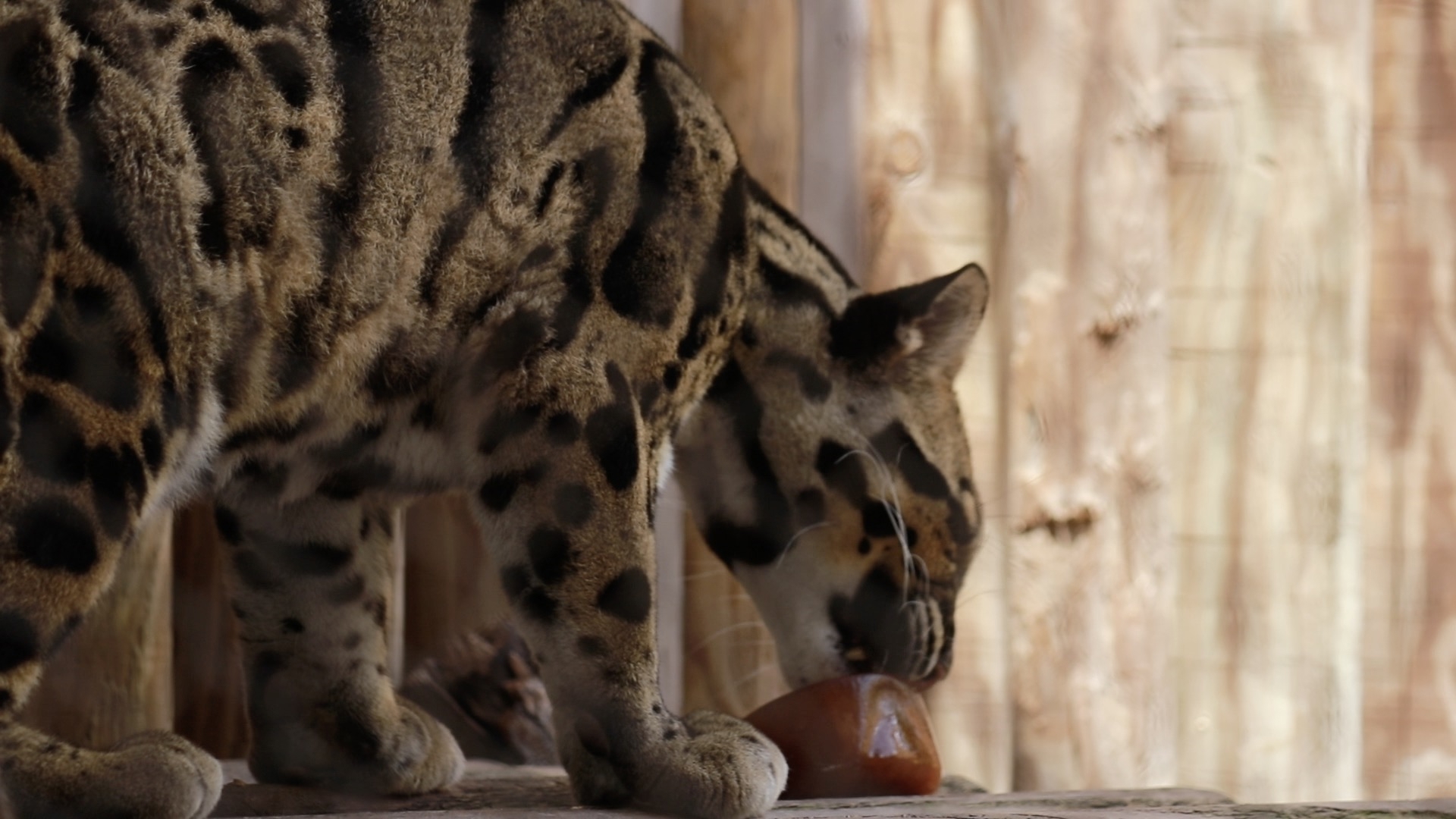 Animals marked safe according to ZooTampa after Milton | wtsp.com